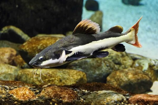 The Red Tail Catfish Care: A Guide For Aquarists