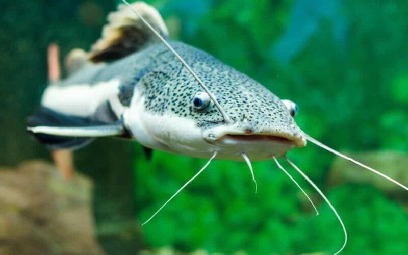 The Red Tail Catfish Care: A Guide For Aquarists
