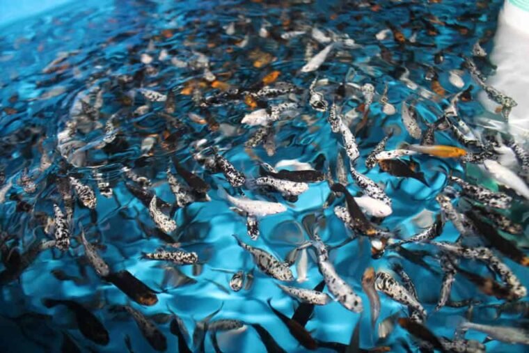 Do Mollies Eat Algae? And Is It Really Useful And Helpful?