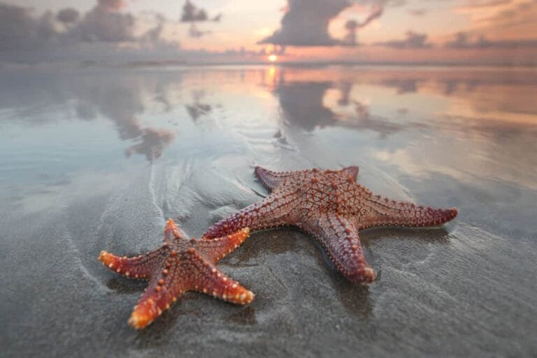 What Do Starfish Eat? Feeding And Diet For Types Of Species