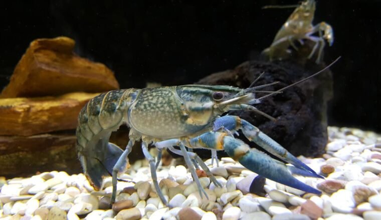 Dwarf Crayfish Care Guide: Appearance, Habitat And Breeding