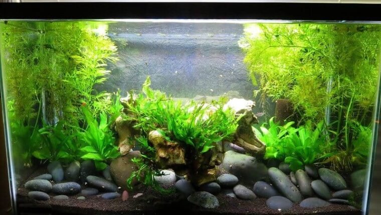Water Sprite Aquarium Plant: Growing And Reproduction