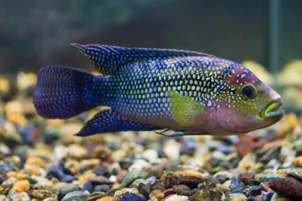 Jack Dempsey Cichlid Care Guide: Lifespan, Feeding, Diet And Size