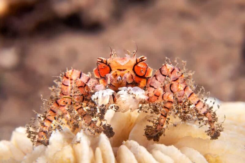 Pom Pom Crab Care Thorough Guide Diet Size And Tank Mates