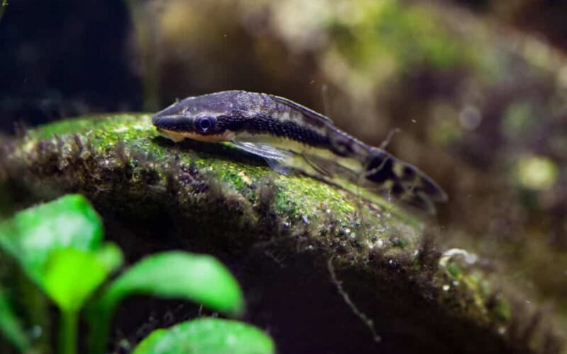 Otocinclus Catfish: What Every Hobbyist Need To Know