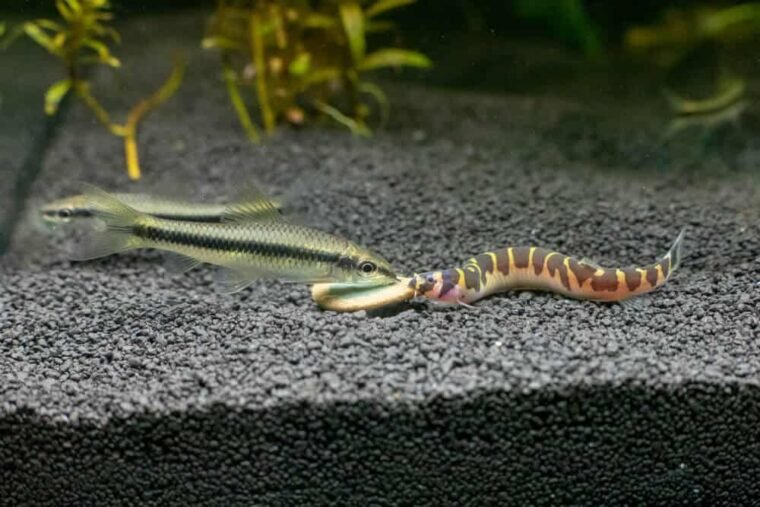 16 Best Kuhli Loach Tank Mates And Care Guide
