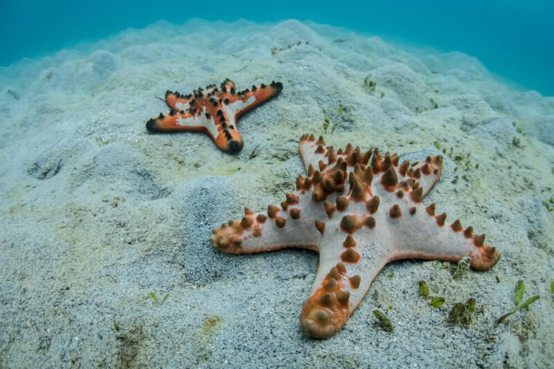 What Do Starfish Eat? Feeding And Diet For Types Of Species