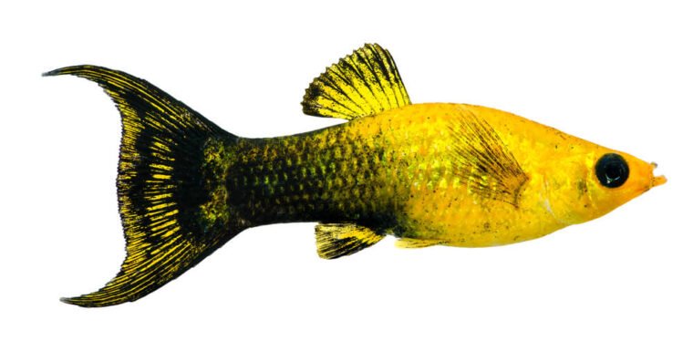 Do Mollies Eat Algae? And Is It Really Useful And Helpful?