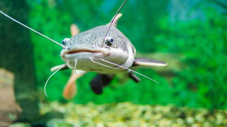 The Red Tail Catfish Care: A Guide For Aquarists