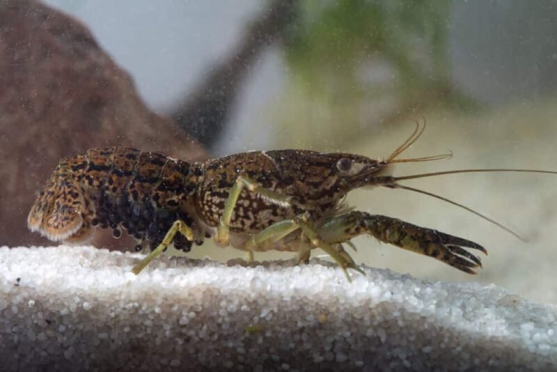 What Do Crayfish Eat? Feeding And Diet For Different Species