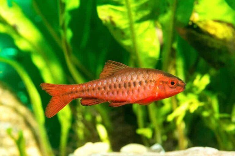 Cherry Barb: A Complete Guide to Care, Breeding and Tank Requirements