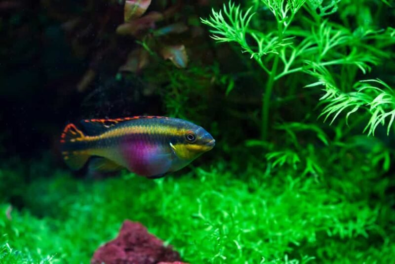 14 Best Cherry Barb Tank Mates And Care Guide | Welcome To Fishkeeping ...