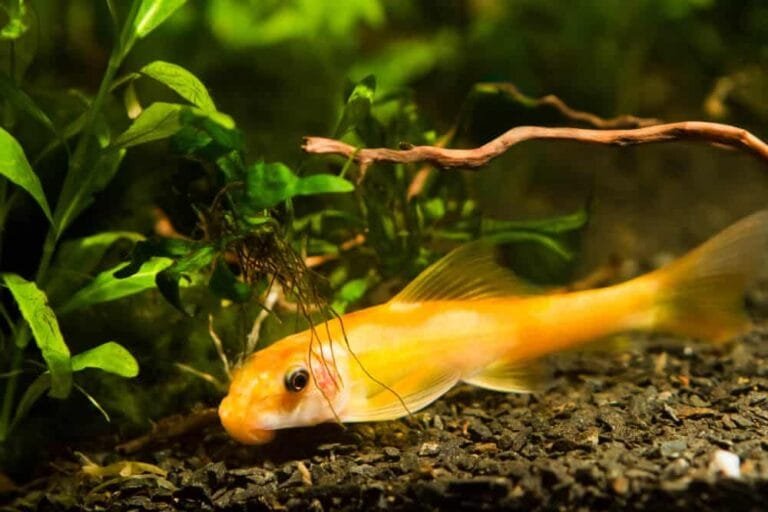 Golden Chinese Algae Eater: Size, Tank, Breeding And Care Guide