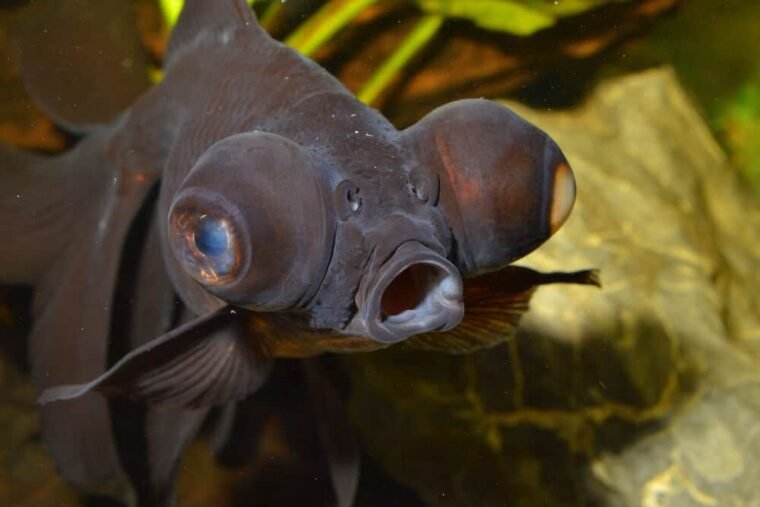 Black Moor Goldfish Care Guide: Diet, Health And Maintenance