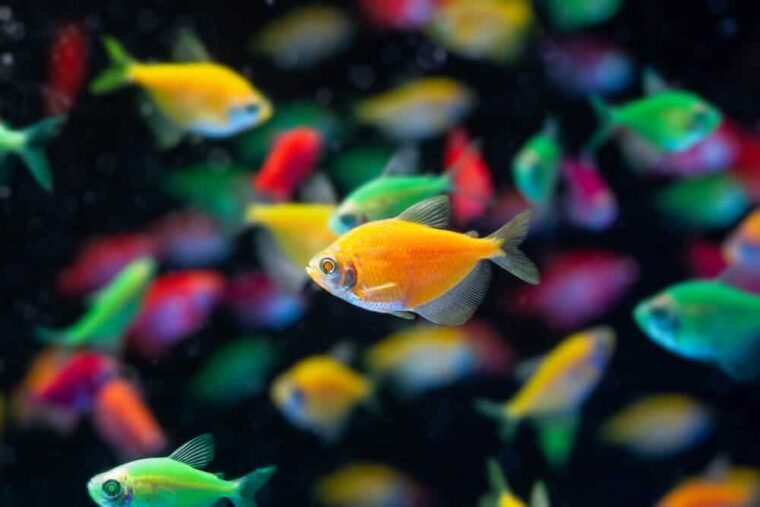 GloFish are genetically modified to express a fluorescence gene, with ...