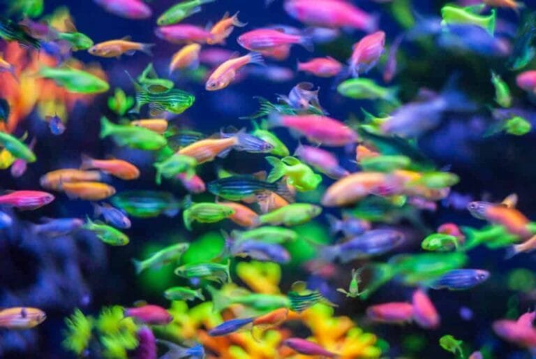 GloFish are genetically modified to express a fluorescence gene, with ...