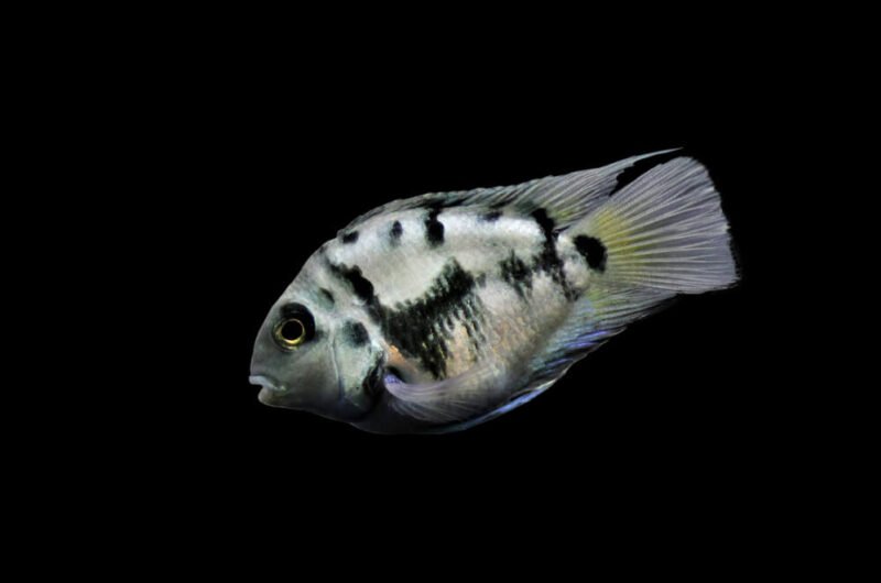 Polar Blue Parrot Cichlid Care: Ultimate Guide For Beginners