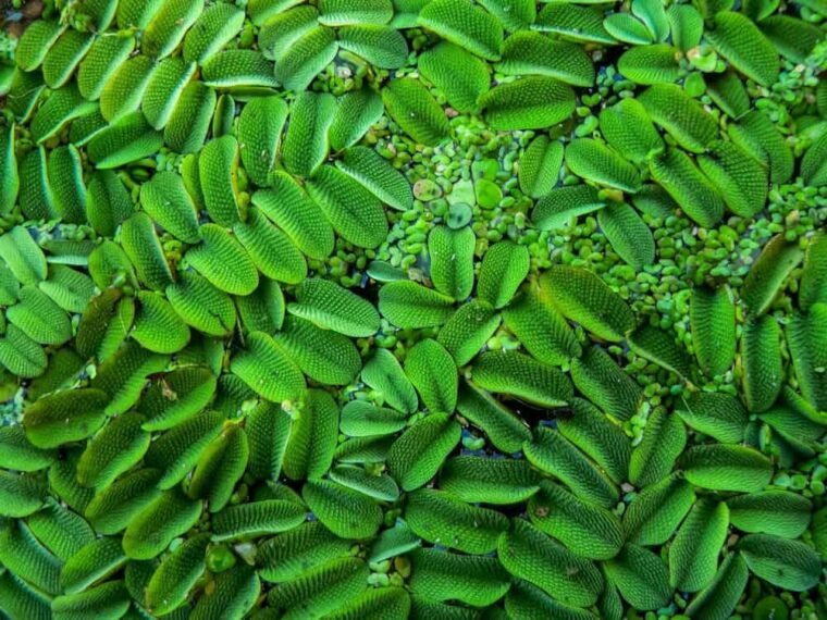 Top 10 Floating Plants For Aquarium: All You Need To Know