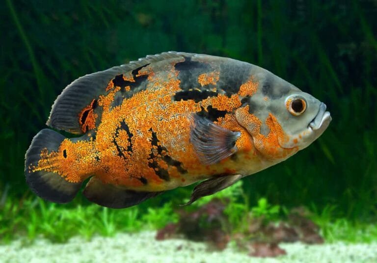 The 10 Best Green Terror Tank Mates