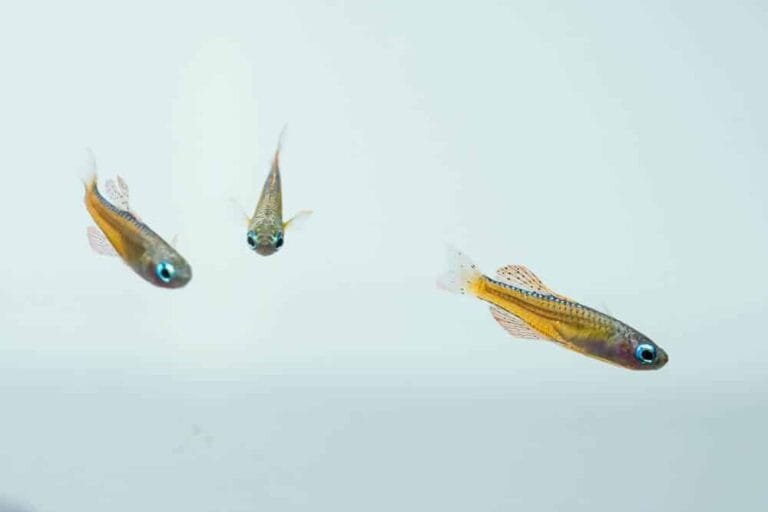 Top Tips In Caring For The Red Neon Rainbow Fish | Welcome To ...