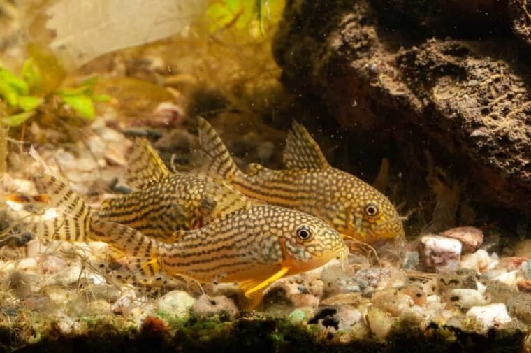 Top 8 Best Golden Wonder Killifish Tank Mates | Welcome To Fishkeeping ...