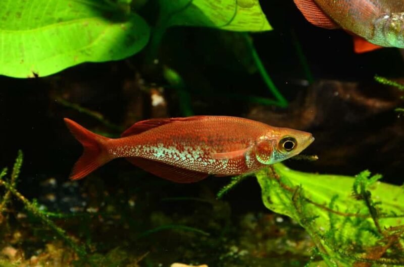 Fishkeeping Adventure