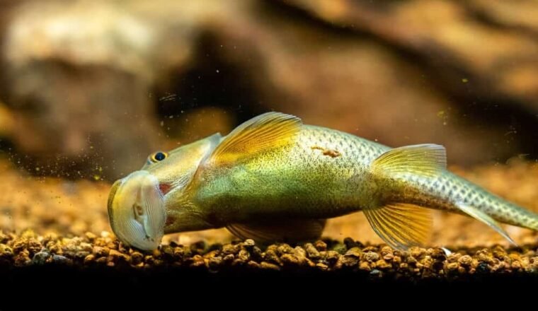 Why Did My Algae Eater Die?