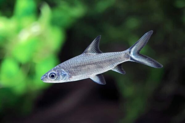 Fantail Goldfish Care: Proper Feeding and Tank Setup