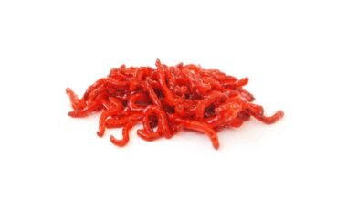 Fantail Goldfish Care: Proper Feeding and Tank Setup