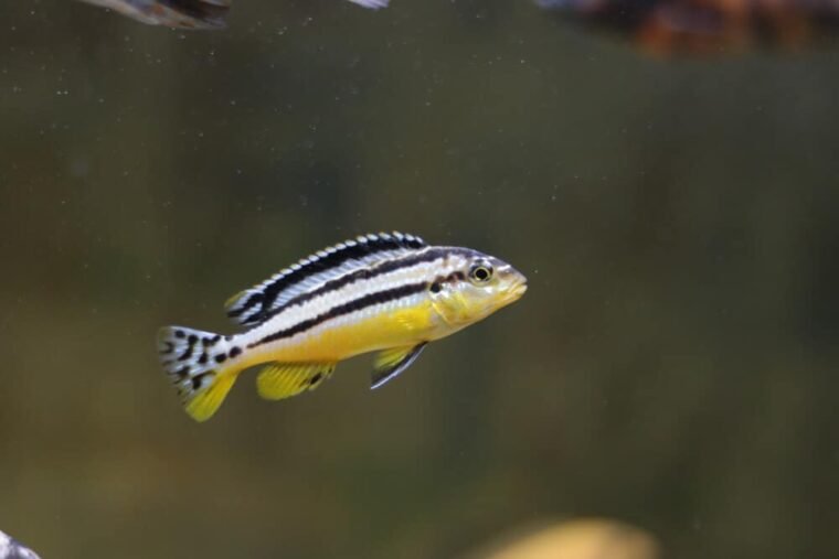 Bumblebee Cichlid Tank Mates: How To Choose Them And Top 7 Picks ...