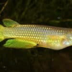Everything You Need To Know About Golden Wonder Killifish