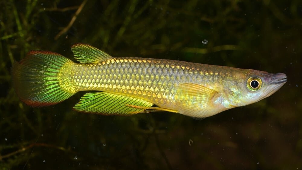 Everything You Need To Know About Golden Wonder Killifish
