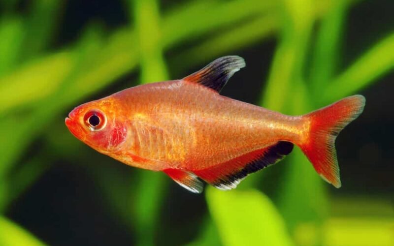 The Red Phantom Tetra (Hyphessobrycon Sweglesi) Care Guide 101