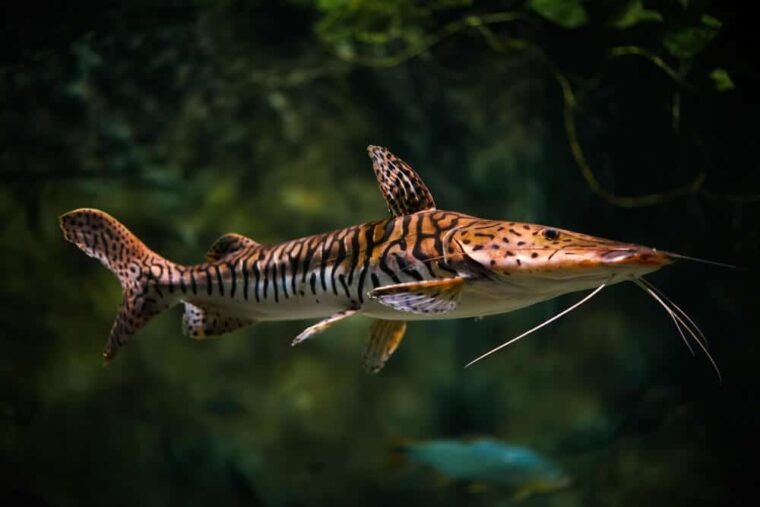 An Insider's Guide To Keeping Tiger Shovelnose Catfish