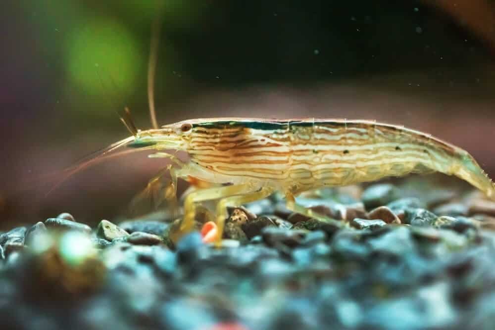 All About Bamboo Shrimps | Welcome to Fishkeeping Adventure!