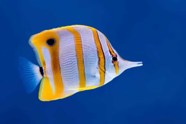 Bicolor Angel Fish: Care Tips and Tank Setup