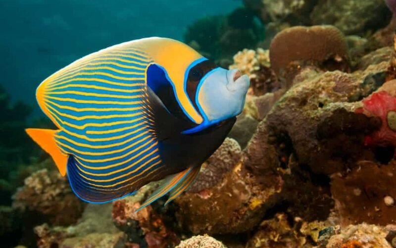 A Guide To Raising Happy And Healthy Emperor Angelfish