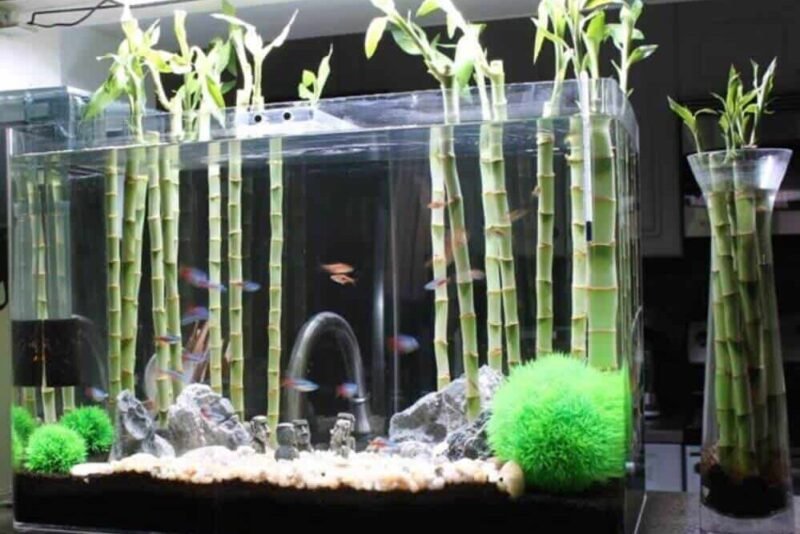 Dwarf Hairgrass: Ultimate Care Guide for Aquascaping