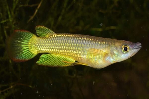 A Complete Guide To Caring For Golden Wonder Killifish