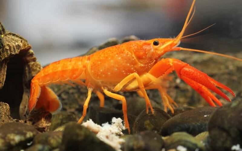 Dwarf Crayfish Care Guide: Appearance, Habitat And Breeding