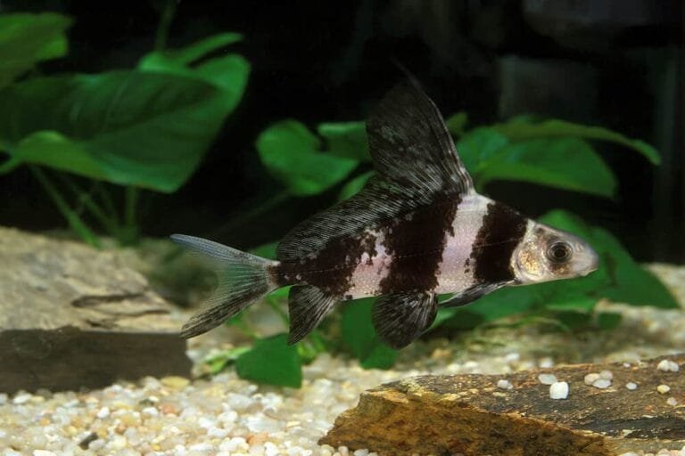 Ultimate Dwarf Chain Loach Care Guide