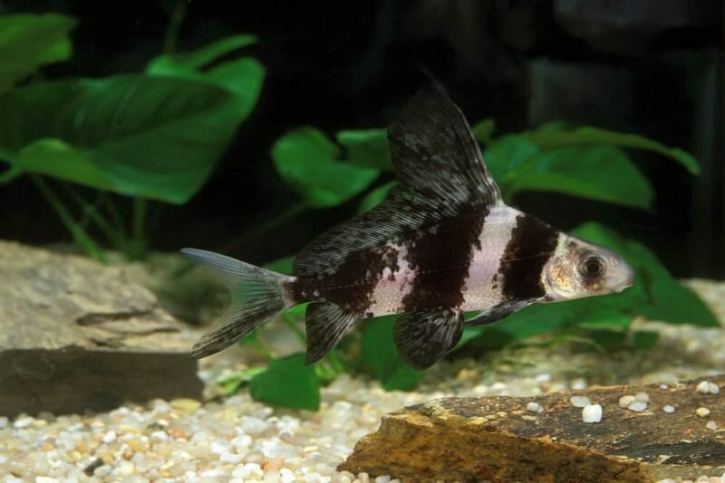 Chinese Hi Fin Banded Shark | Welcome To Fishkeeping Adventure!