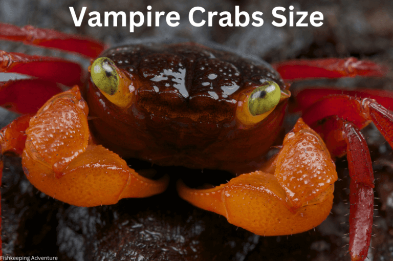 How Big Do Vampire Crabs Get?