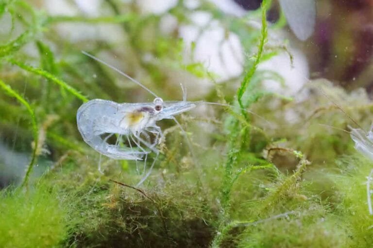 Red Rili Shrimp: A Complete Care Guide And Breeding Tips