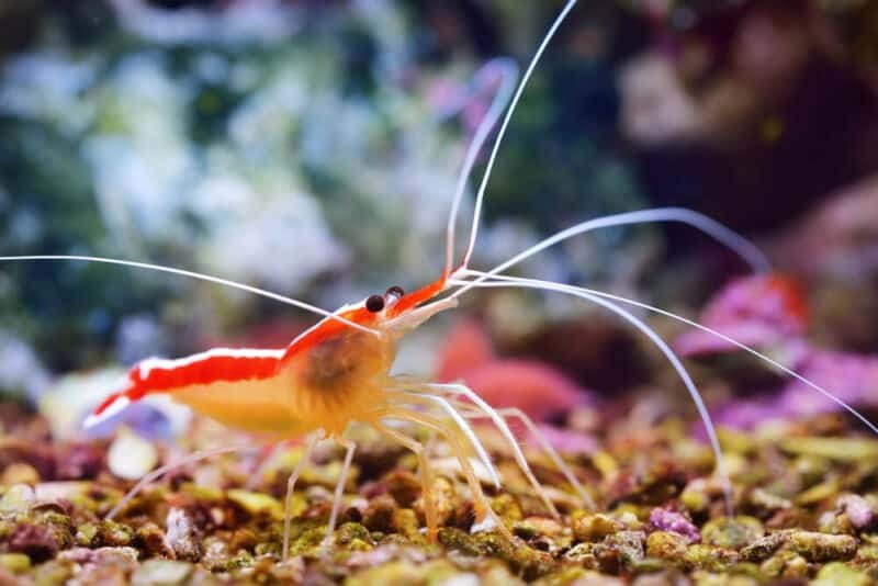 Grass Shrimp Care: Habitat Insights and Tank Compatibility