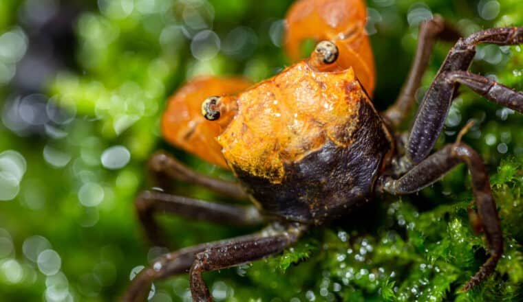 What Do Vampire Crabs Eat?