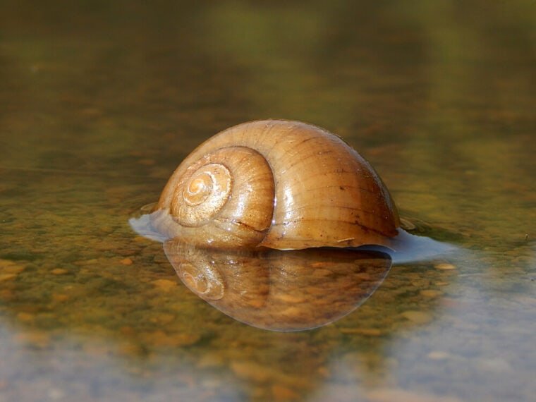 Is Aquarium Salt Safe For Snails?