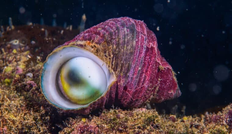 All About Malaysian Trumpet Snails: Care, Habitat and Benefits