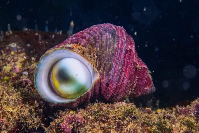 Trumpet Snail Guide: Habitat, Care and Benefits