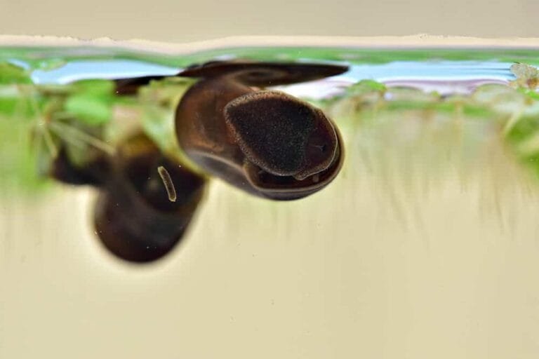 Trumpet Snail Guide: Habitat, Care and Benefits